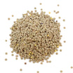 Eston Green Lentil (Eston Lentil) - NY Spice Shop - Buy Online